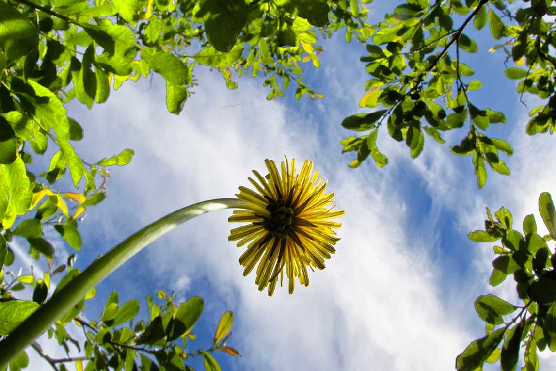 Bird's-eye view Definition Meaning & Examples