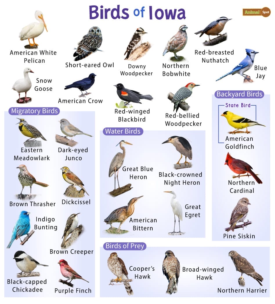 10 Surprising Facts About Birds Of Iowa 10 Surprising Facts About Birds Of Iowa