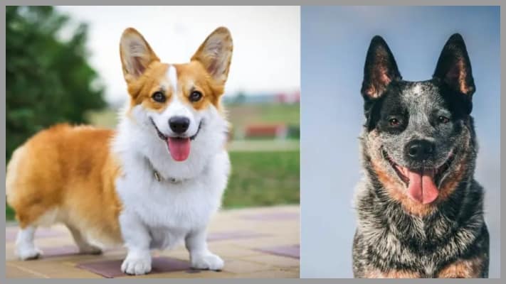 5 Most Common Cowboy Corgi Breeds You Might See In The Wild
