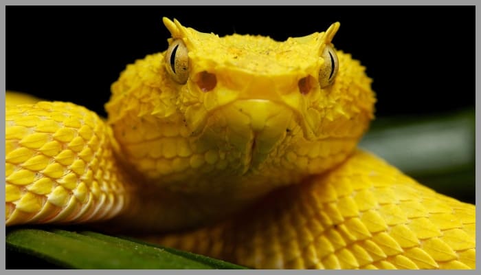 Yellow snake: A Venomous, Ferocious and Deadly Creature #1