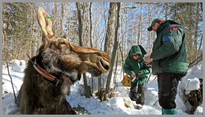 Moose compared to human:1# What's the amazing Difference?