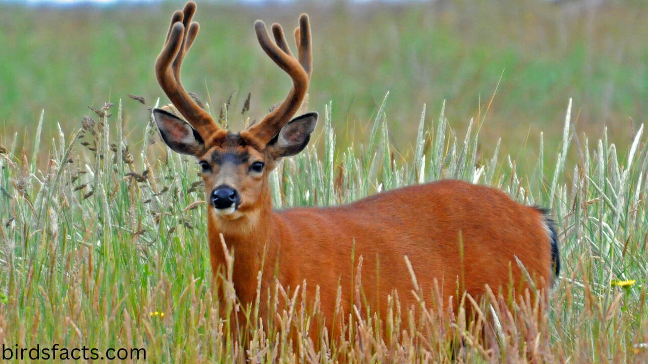 Black-Tailed Deer Facts, Interesting Information about Black-Tailed Deer #2