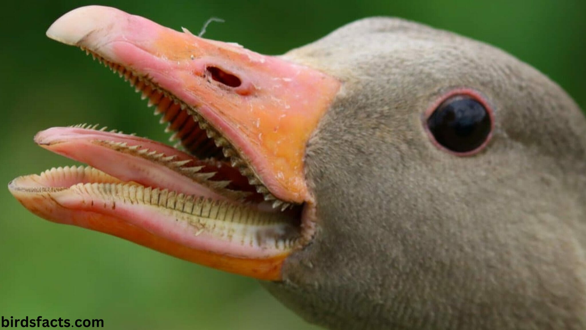 Duck Teeth Discover the Unusual Secret