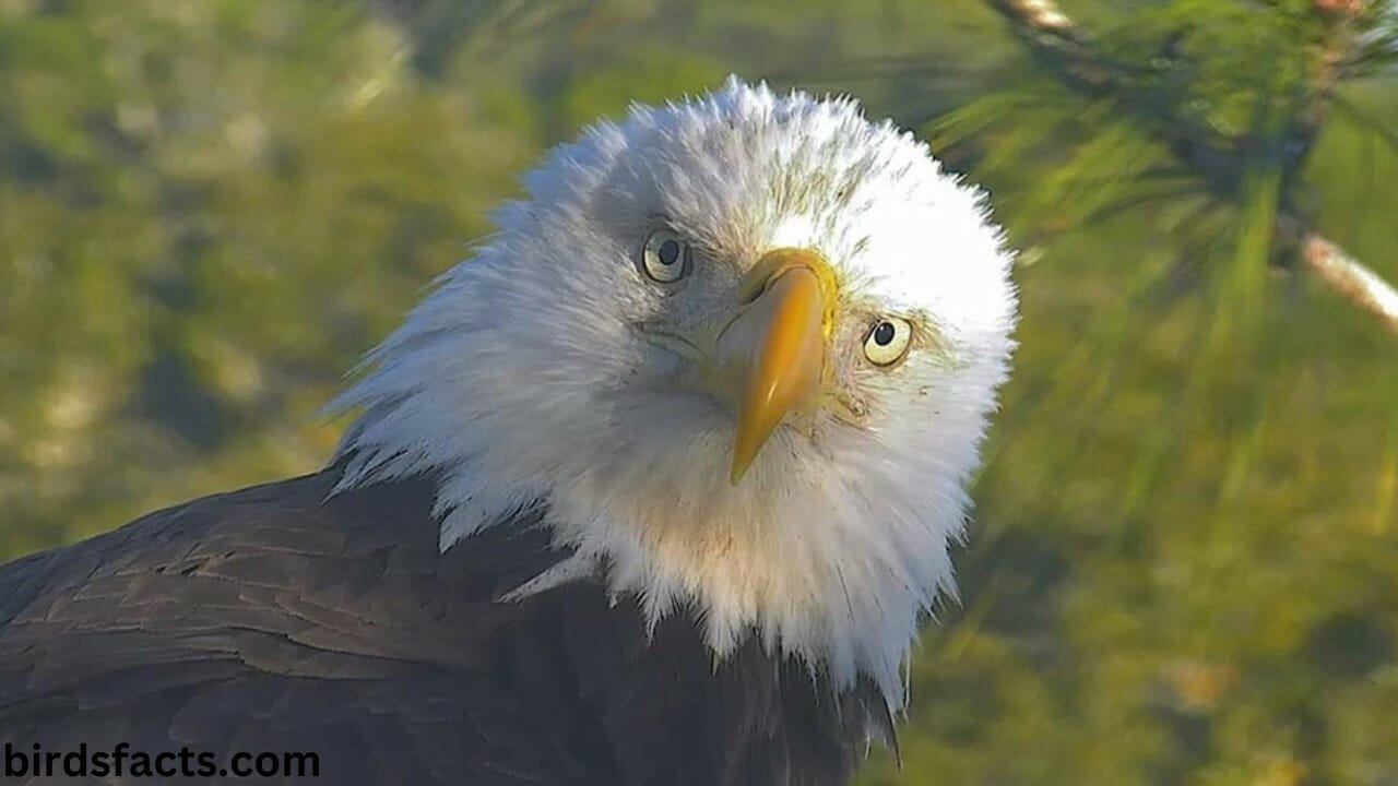 Witness the Majestic Beauty of an Immature Bald Eagle