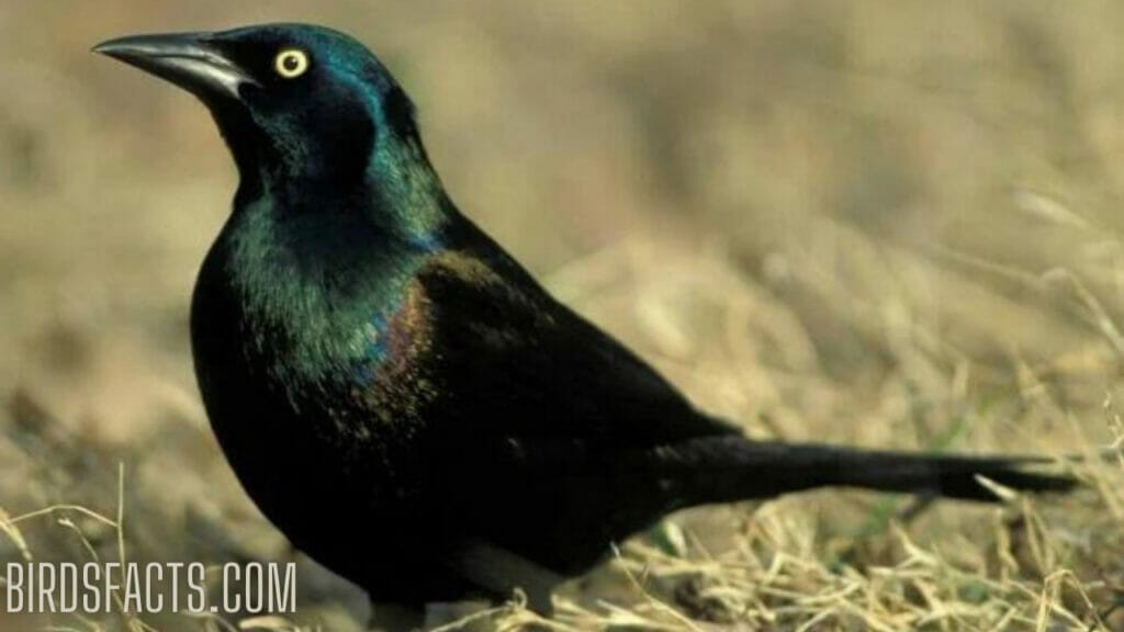 Black Bird With Blue Head Behold The Spectacular