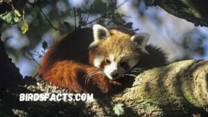 The Red Panda Habitat Understanding the Natural Home of This Endangered ...