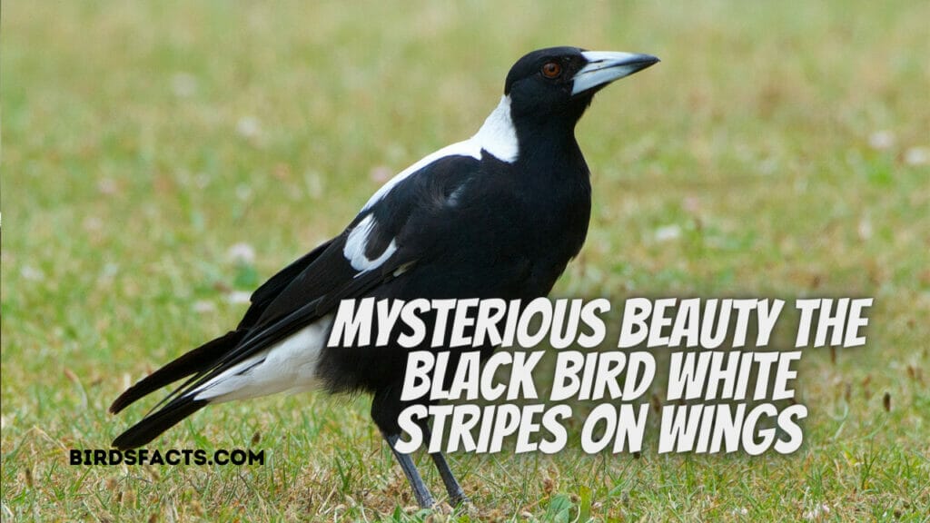21 Black Bird White Stripes On Wings Identification Guide
