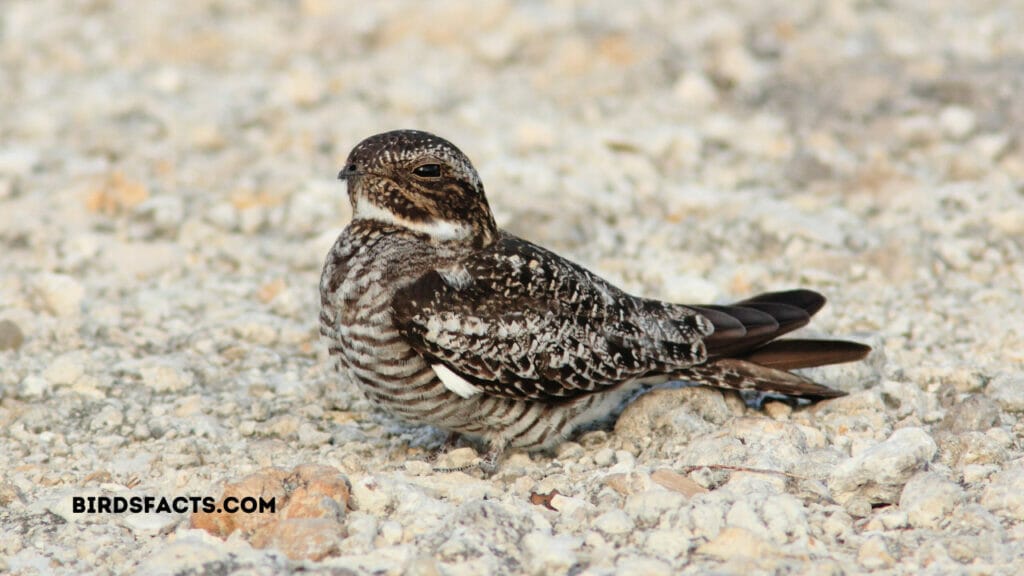 21 Black Bird White Stripes On Wings Identification Guide