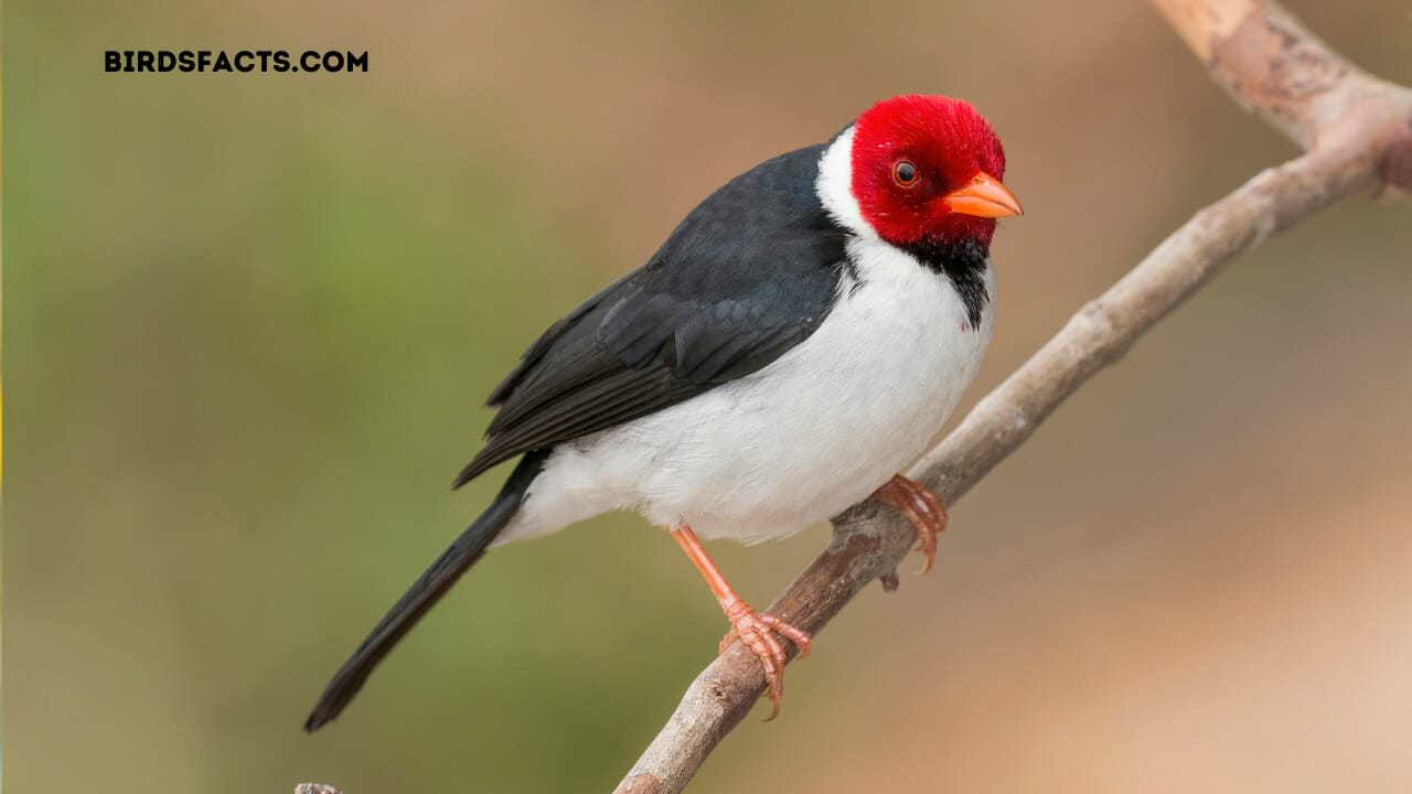 The Vibrant Red Headed Bird Hawaii A Rare and Beautiful Sight