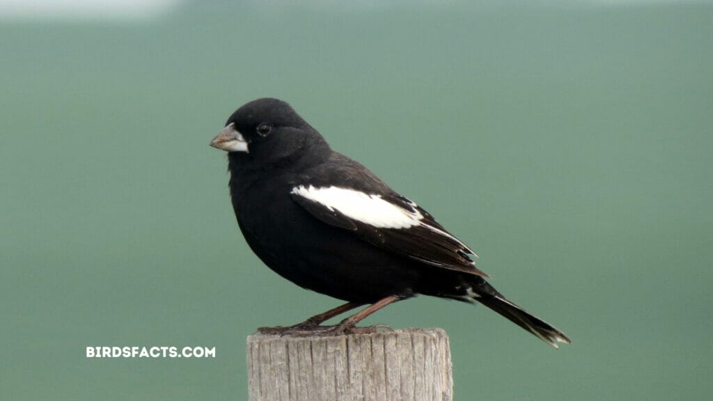 21 Black Bird White Stripes On Wings Identification Guide