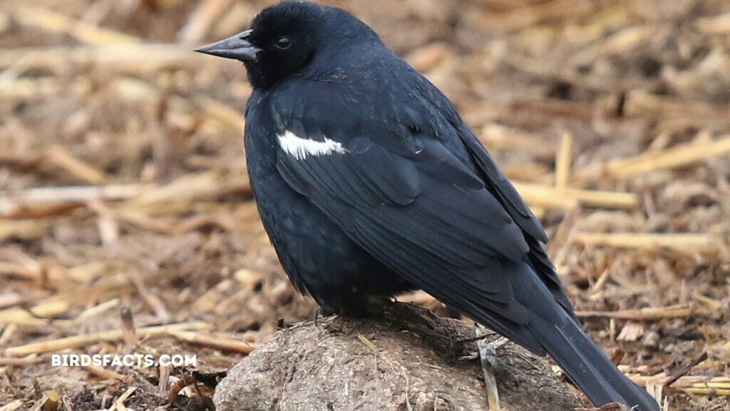 21 Black Bird White Stripes On Wings Identification Guide
