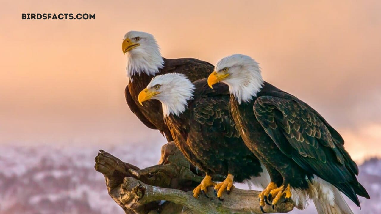 Captivating Bird's Eye View A Look Through Two Harbors Eagle Cam