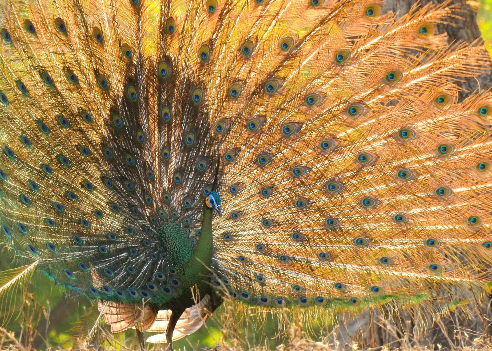 Are Red Peacocks Real There Are 20 Color Varieties