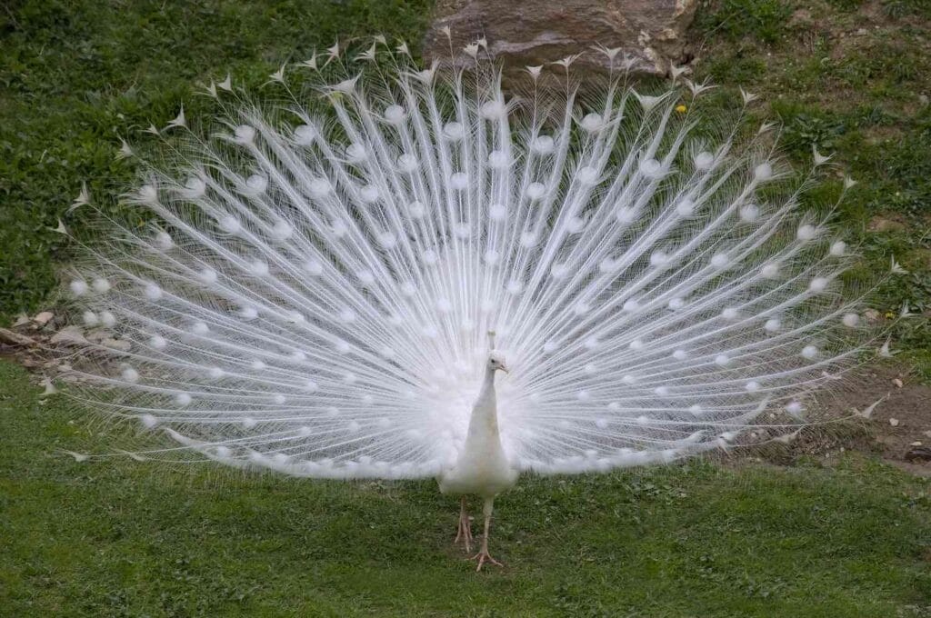 Are Red Peacocks Real There Are 20 Color Varieties