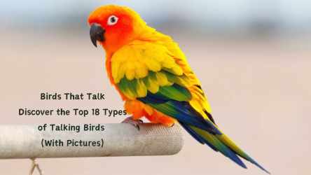 Birds That Talk - Discover the Top 18 Types of Talking Birds (With ...