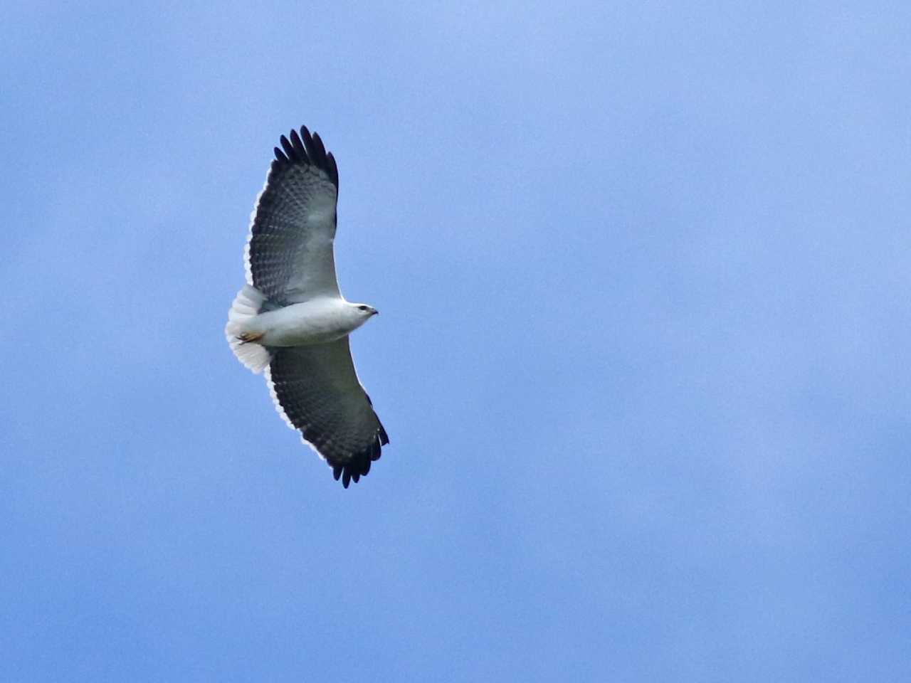 11 Stunning Hawks with White Heads (Pictures & Info)