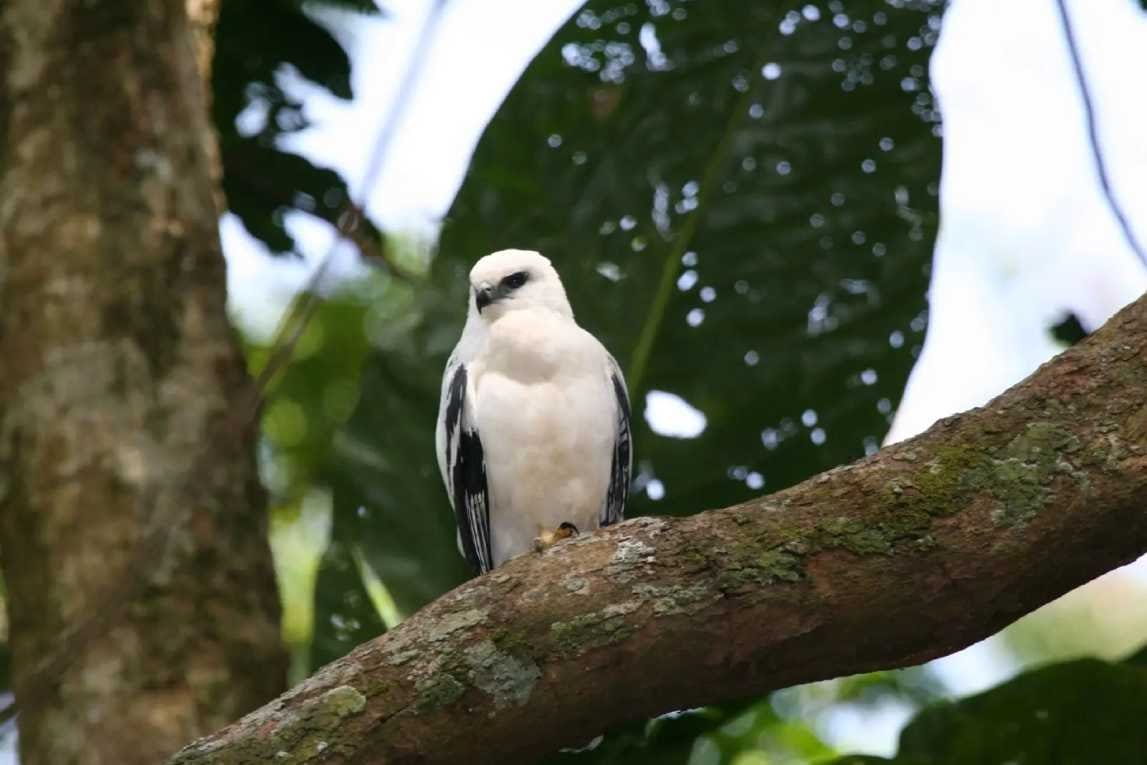 11 Stunning Hawks with White Heads (Pictures & Info)