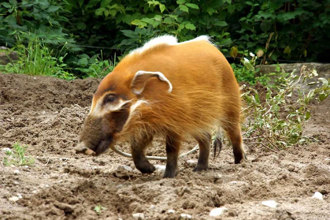 14 Amazing Brown Animals (Facts+ Photos)