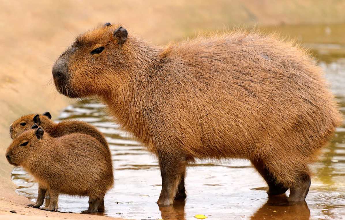 14 Amazing Brown Animals (Facts+ Photos)